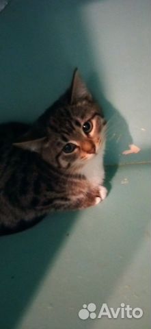 Котят выбросили на улицу