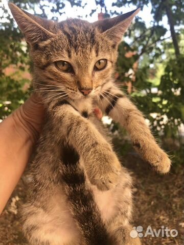 Котенок Шпротик пропадает на улице