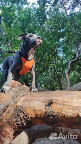 Стаффорд голубой окрас