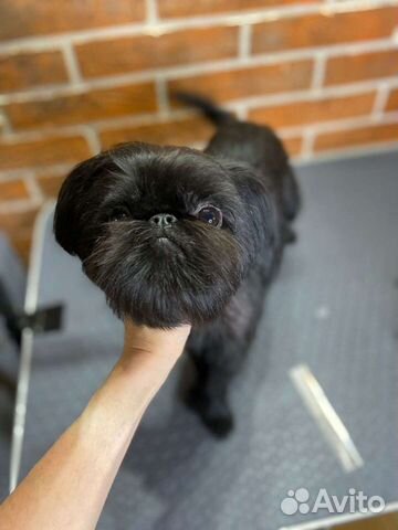 Бельгийский гриффон