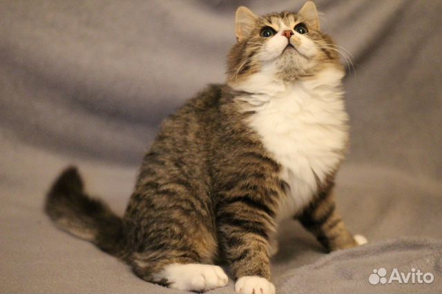 Пушистый очаровашка ищет семью