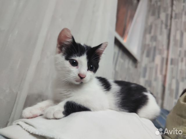 Трехмесячный котенок