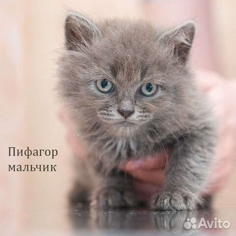 Котята русская голубая нибелунг мальчик из приюта