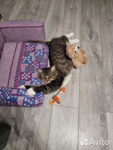 Отдам в хорошие руки кота