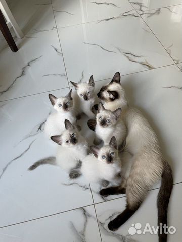 Сиамские (тайские) котята ищут лучших хозяев