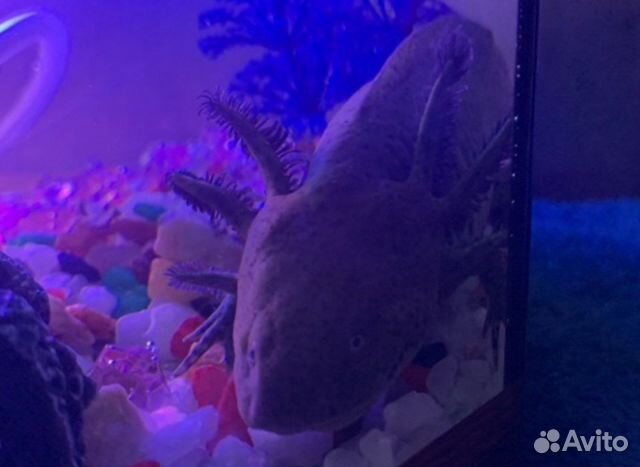 Рыба аксолотль с аквариумом