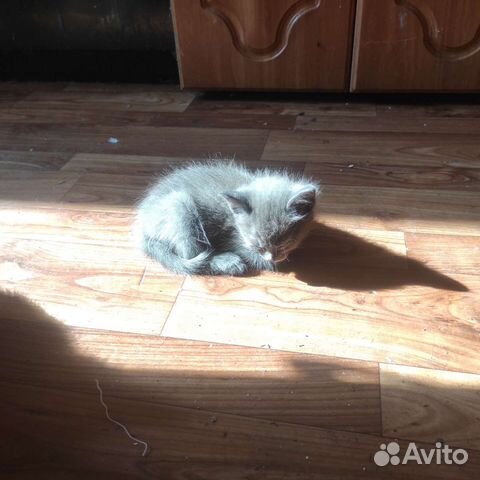 Котята русская голубая