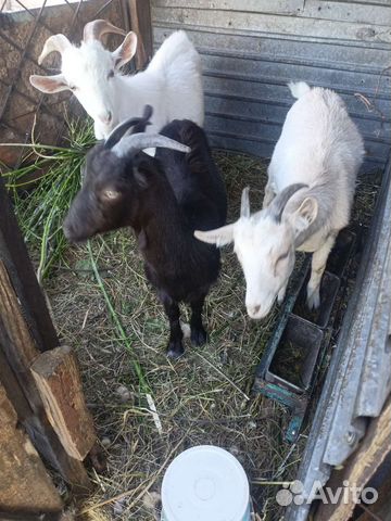 Коза дойная молочная