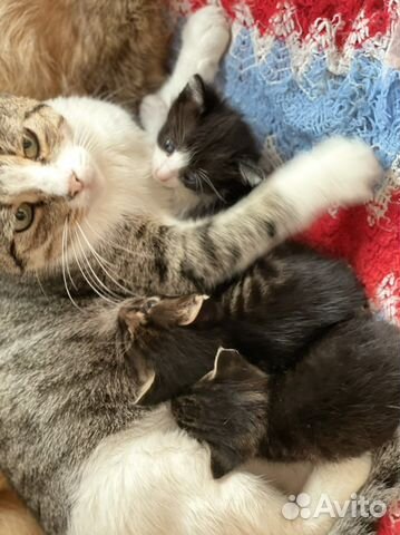 Котятки от кошки мышеловки