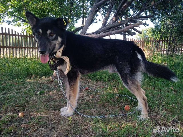 Пёс с печальной судьбой