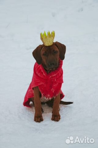 Щенки Риджбека