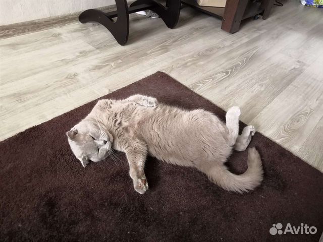 Отдам кошку-шотландку за символическую плату