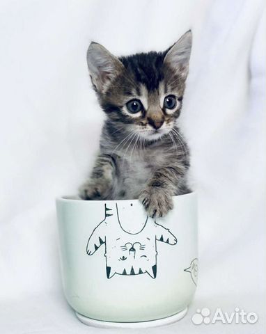 Котёнок Ляля ищет мампап
