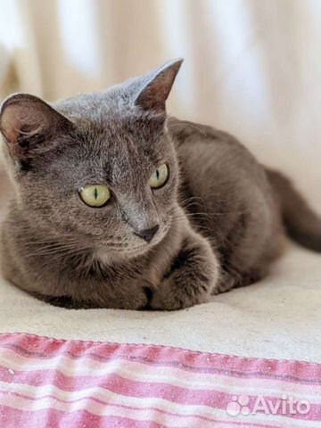 Ласковая кошечка Дымка., 1 год