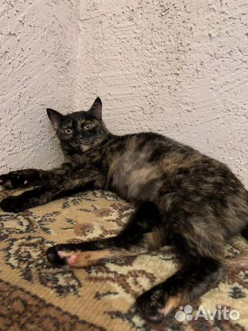 Кошка