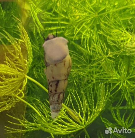 Улитка мелания