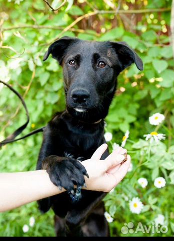 Малышке Джесси грозит приют