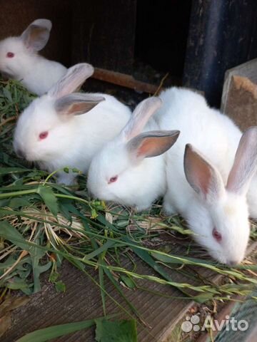 Крольчата " калифорнийцы" 3х месячные