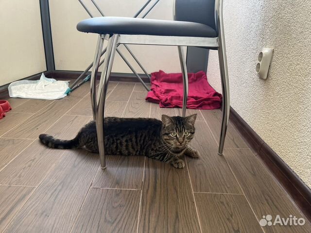 Котик ищет дом