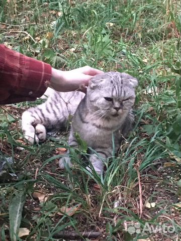 Шотландская вислоухая кошечка в добрые руки