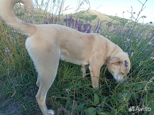 Отдам собаку в добрые руки