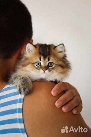 Британские котята длинношёрстые
