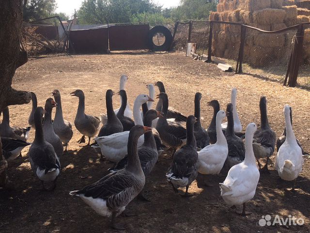 Гуси домашние
