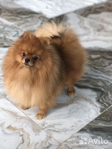 Шпиц малый на вязку