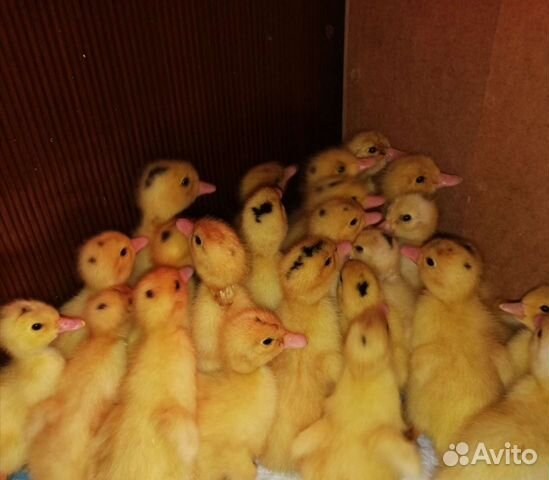 Утки Муларды