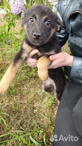 Отдам бесплатно щека