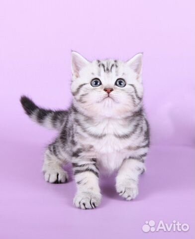 Британские котята