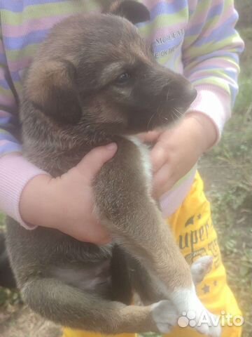 Щенки породы Двор- терьер