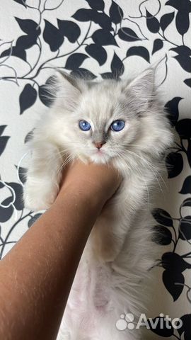 Рэгдолл-Мальчик красавчик с документами