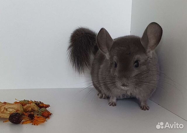 Шиншилленок мальчик фио бархатный эбони средний