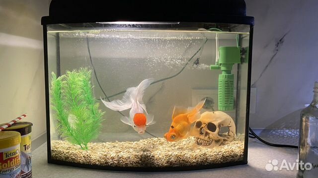 Аквариум с рыбками
