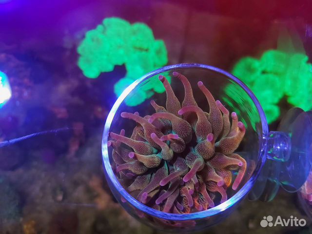 Актиния квадриколор