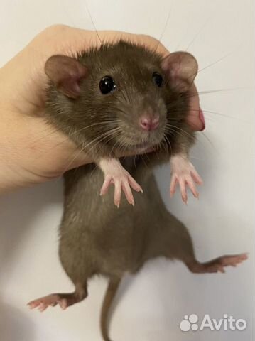 Крысята.крыса дамбо