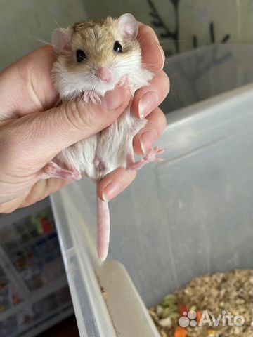 Жирнохвостые песчанки. Девочки и мальчики