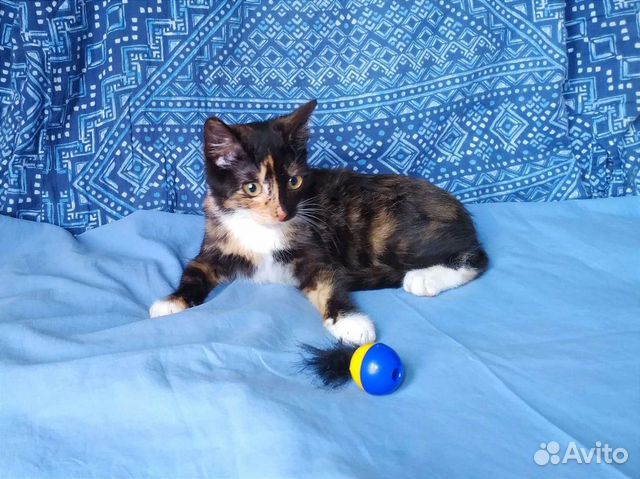 Котенок девочка