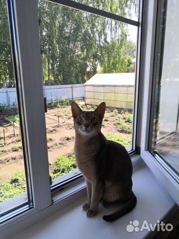 Отдам абиссинская