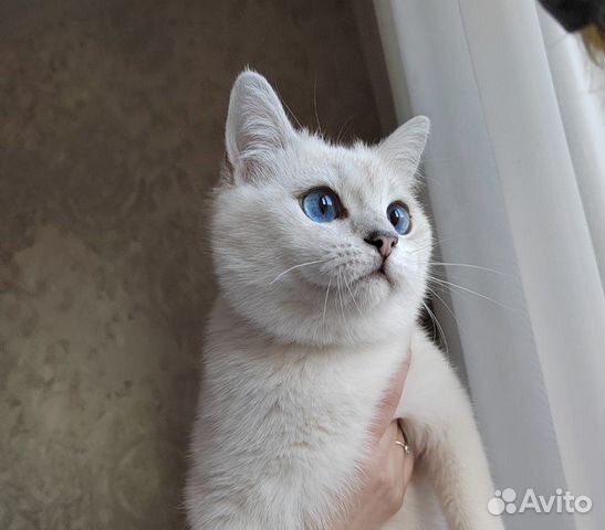 Британский котенок