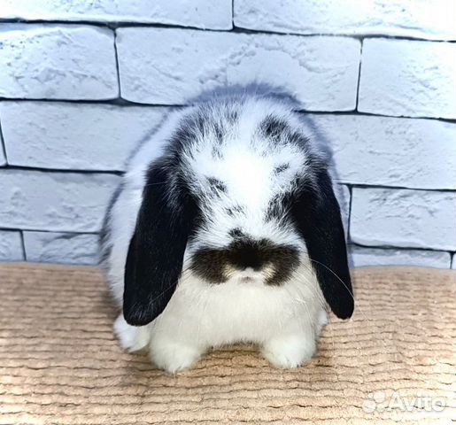 Минилоп самец Broken