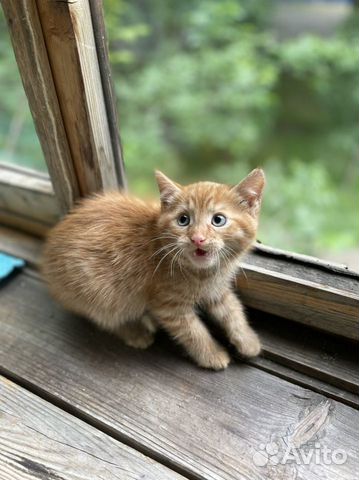 Рыжий котенок девочка ищет дом (1,5 мес)