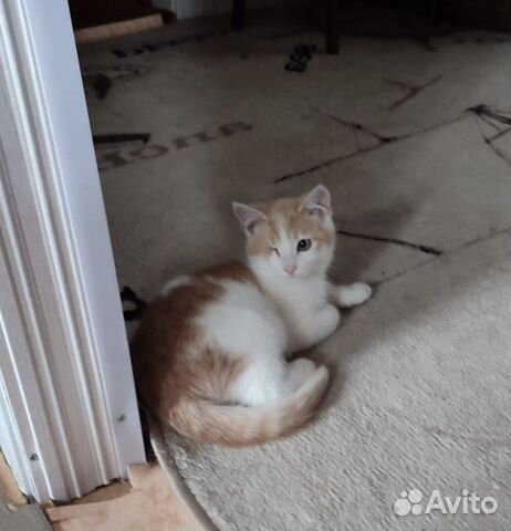 Котенок без глазика
