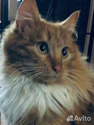 Рыжий котик 6 месяцев
