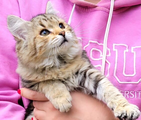 Котенок девочка 3 мес ласковая сибирская