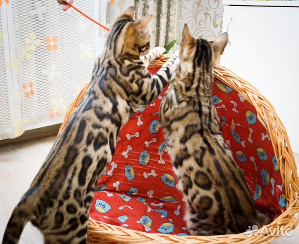 Бенальские кошки