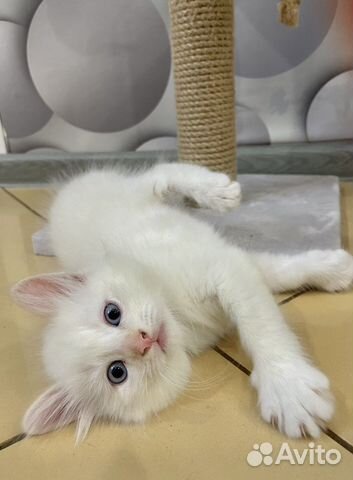 Котенок ищет дом