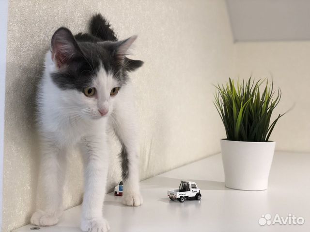 Котенок мальчик в добрые руки