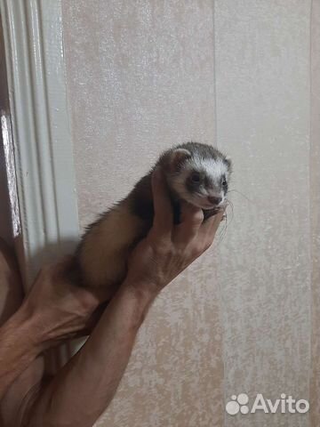 Хорек вязка. (ждём мальчика)